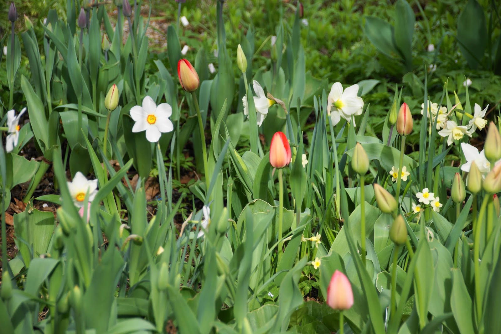 Villroses hage: Narsiss-bonanza