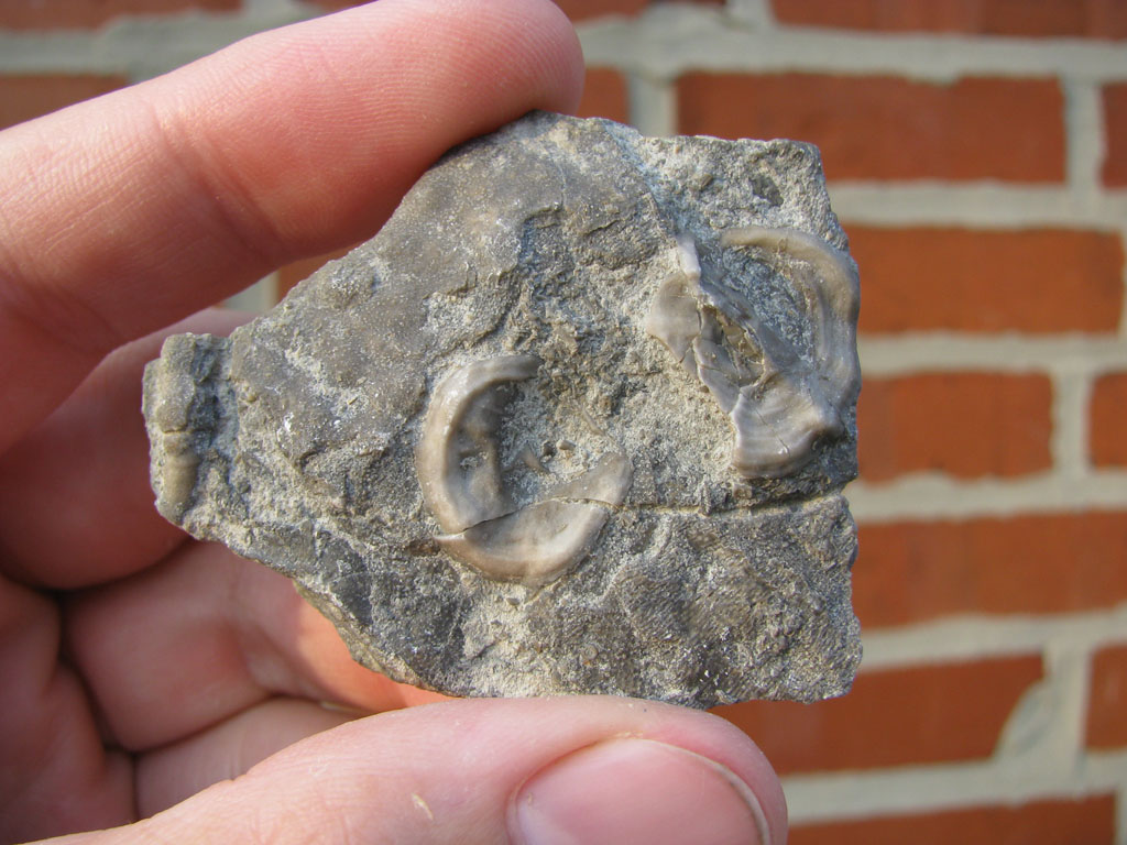 Views of the Mahantango: Pedicle valves from an inarticulate brachiopod?