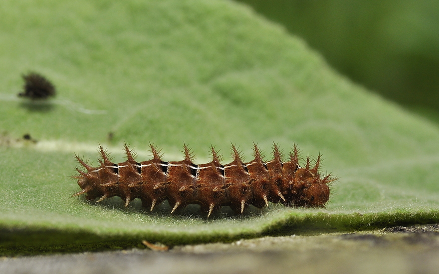 OBRAZY NATURY: Dostojka