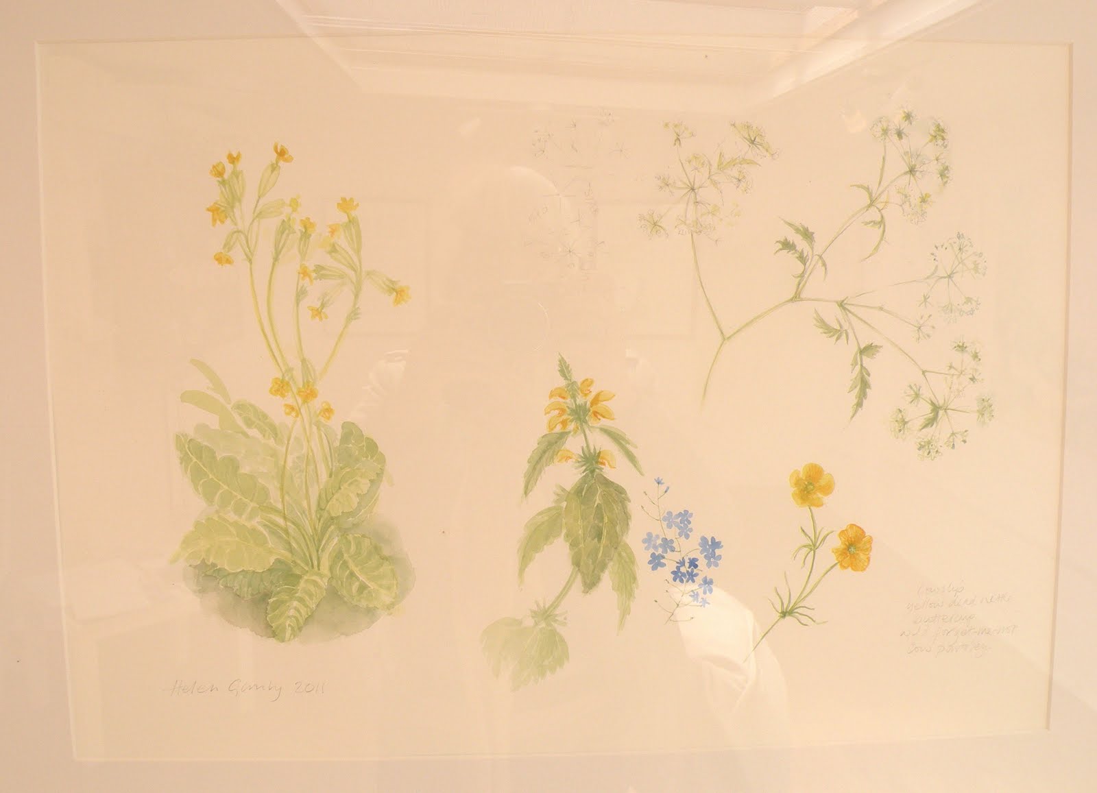 treeaware: Meadow: Helen Ganly