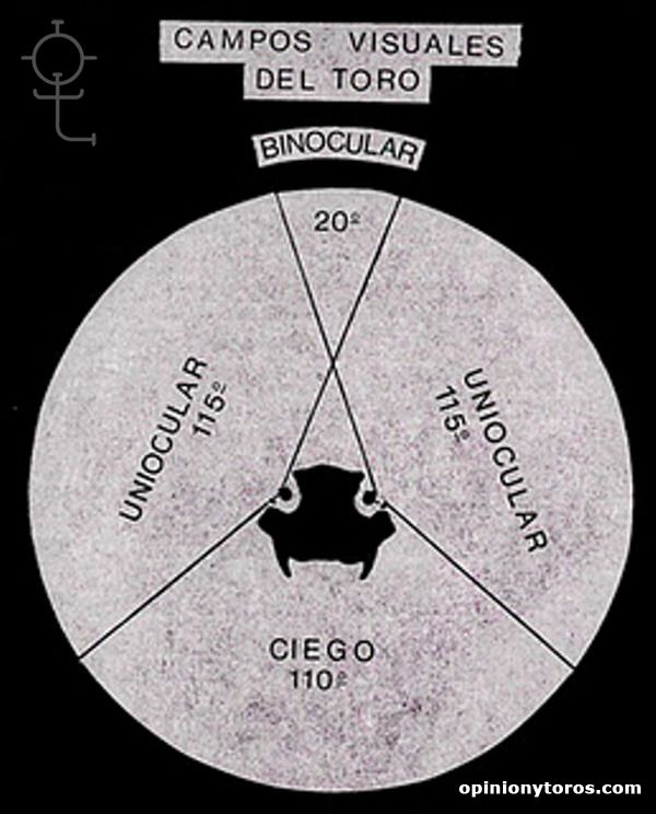 VETERINARIOS TAURINOS DE ANDALUCIA: ESTUDIO SOBRE LA VISION DEL TORO