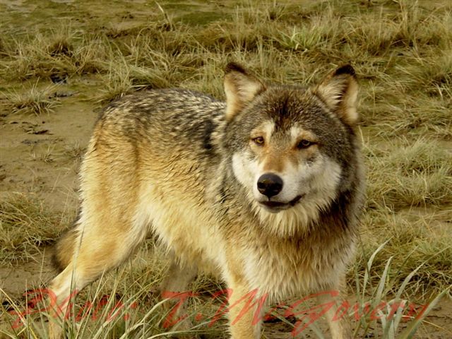 Abe's Animals: Kenai peninsula wolf