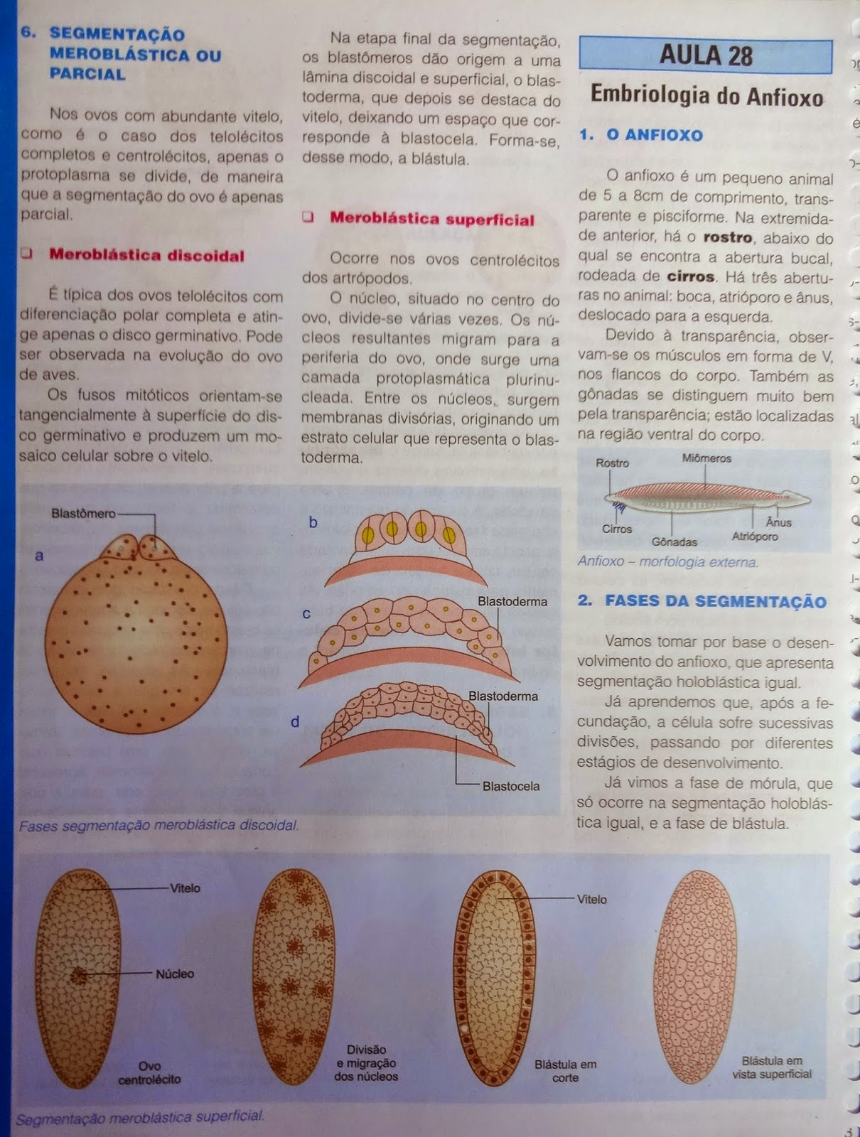 Tipos de Ovos e Clivagem