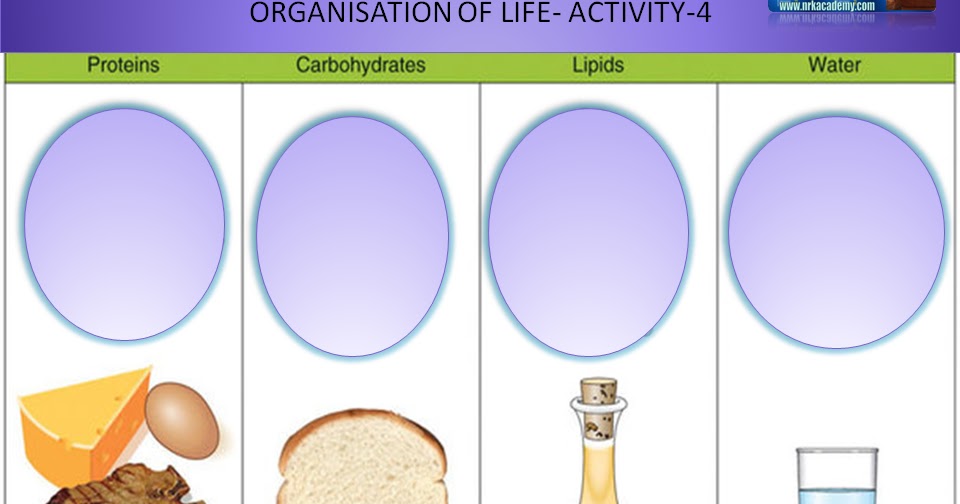 SONU ACADEMY: ORGANIZATION OF LIFE- ACTIVITY-4