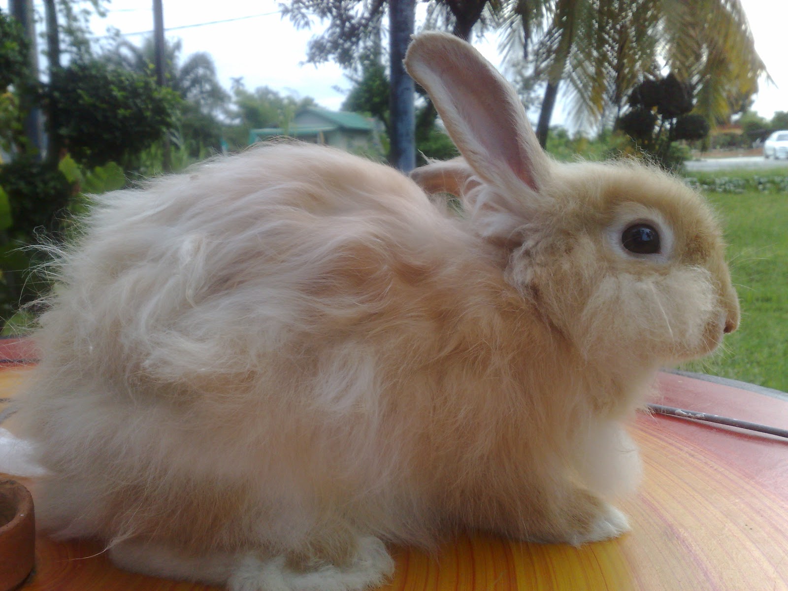 Hidupku...Caraku...Cerita Sana Sini Situ...: CHICHI & CHIKA...Rabbit ...