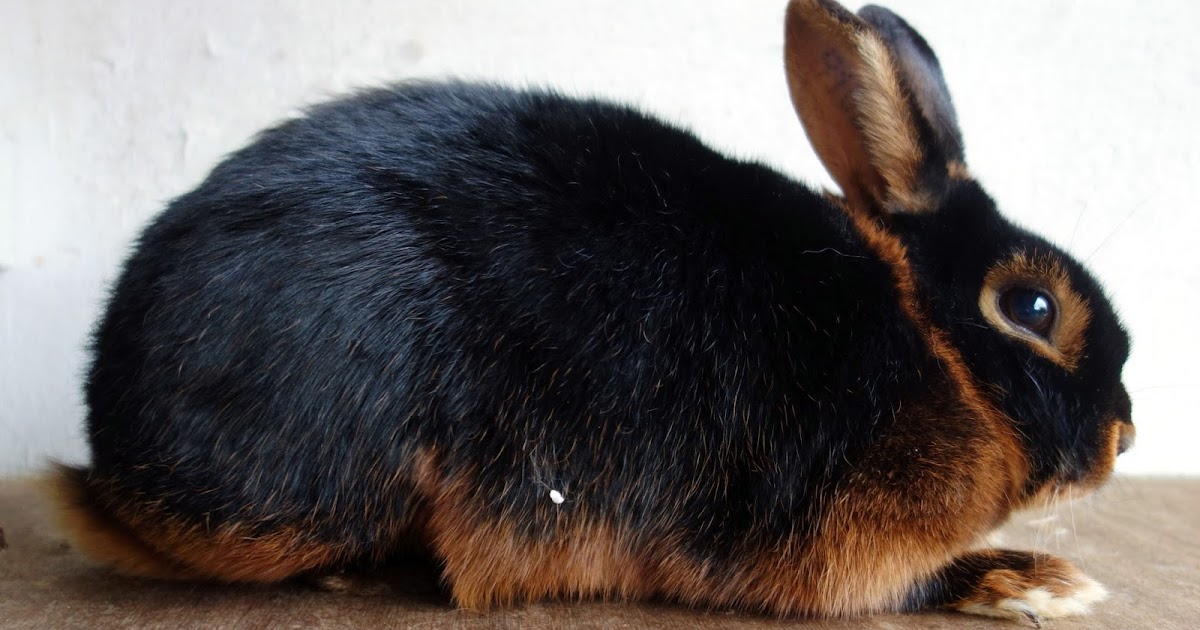Kleintierzuchtverein Estenfeld 1909 e.V.: Lohkaninchen