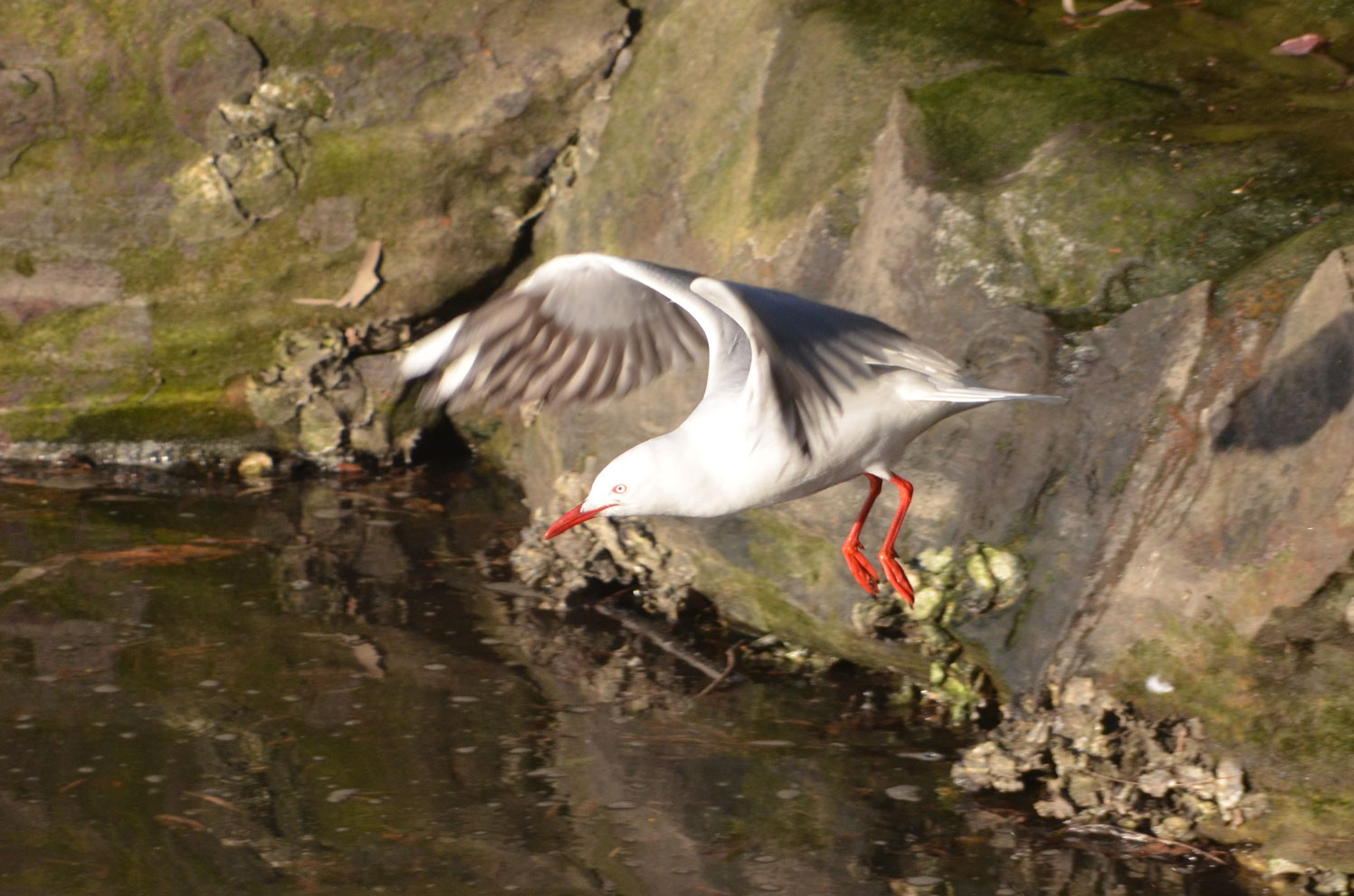 Australian Birds: Silver Gull