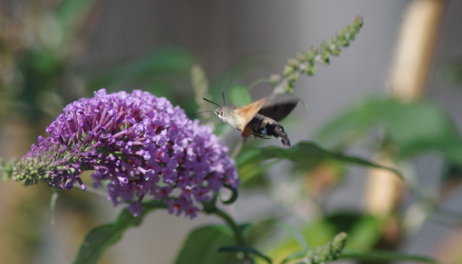 BIZIARIKLIK: Esfinge colibrí