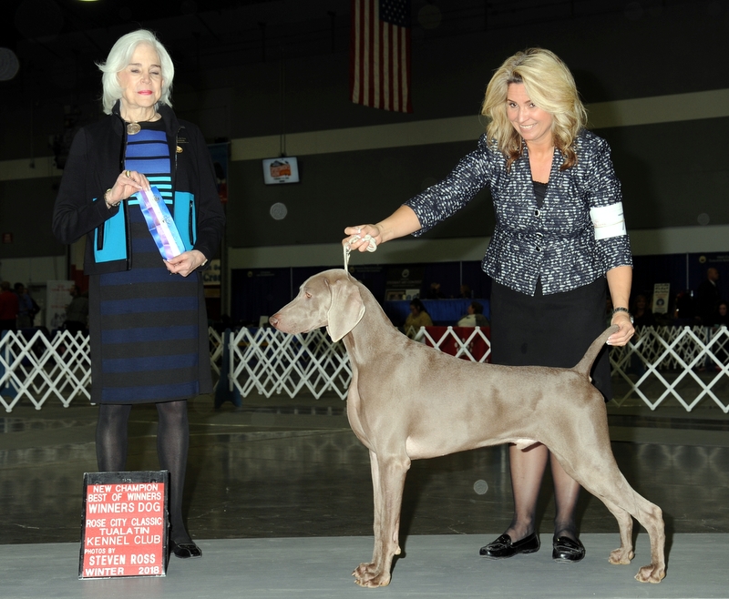 RoseWin Weimaraners: US Show news for Boss who at 10 months old is now ...