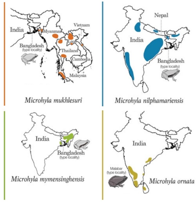 Species New to Science: [Herpetology • 2018] Delineating Microhyla ...