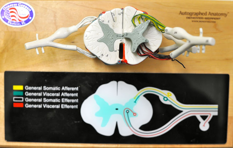 Human Anatomy Lab: Spinal Cord
