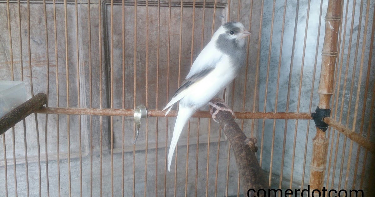 Kenari Panda Putih - Kenari Sakinah