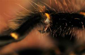 Terrestrial Tarantula Set-up & Caresheet: Chaco Golden Knee Caresheet ...