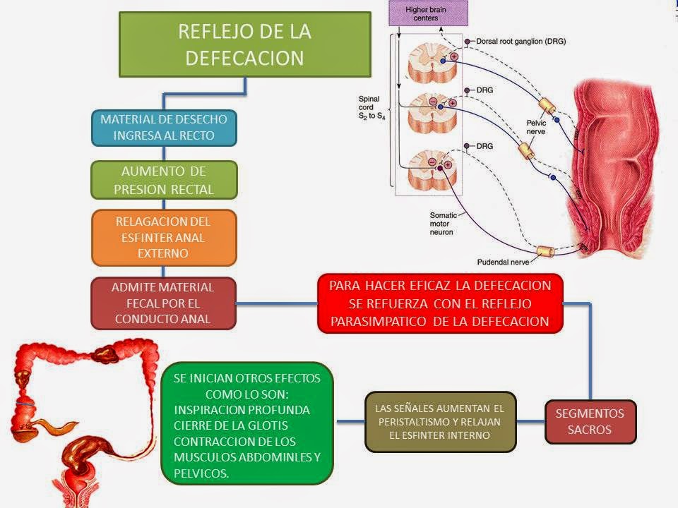 Reflejo De La Defecaccion | Blog De Fisiologia Medica