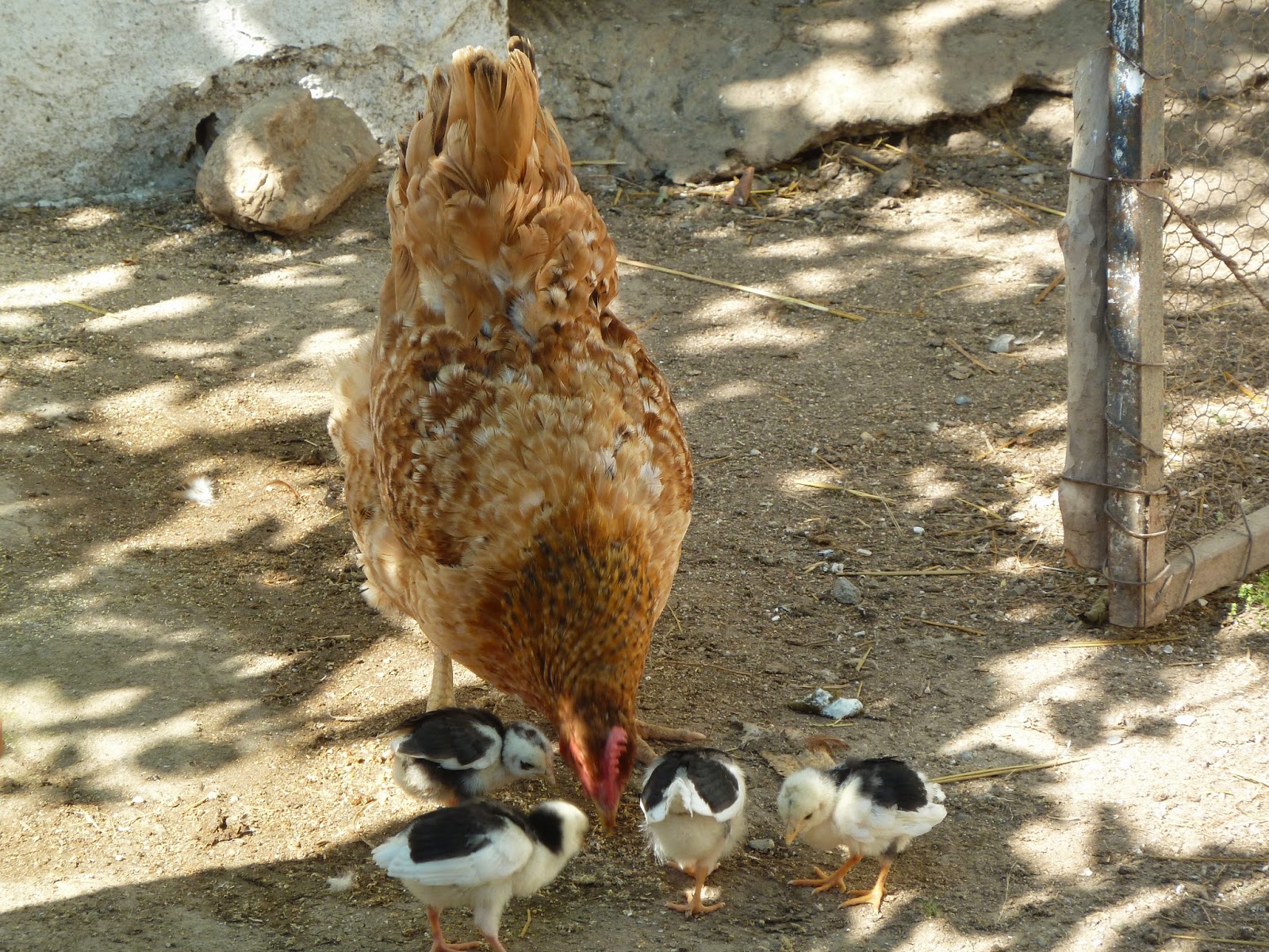 ΚΛΩΣΣΑ / CHIKEN MOTHER / MOTHER HEN - ΚΟΤΕΣ ΡΑΤΣΕΣ ΑΥΓΑ