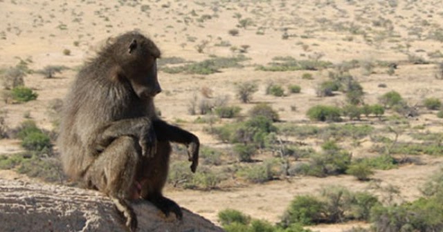Voluntariado (gastos cubiertos) con babuinos en Namibia ~ Bioblogia.net