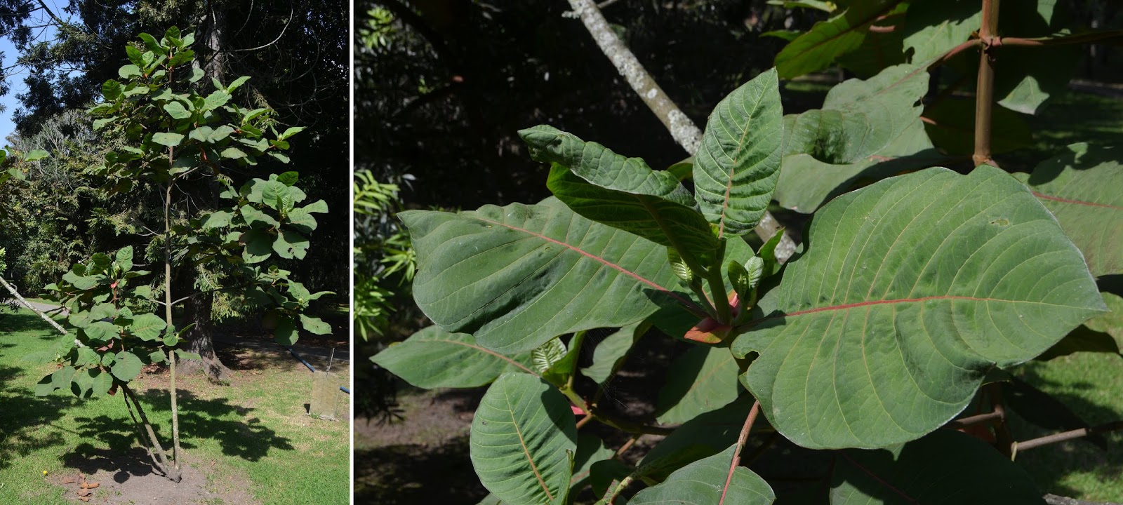 La historia de las plantas : 2018