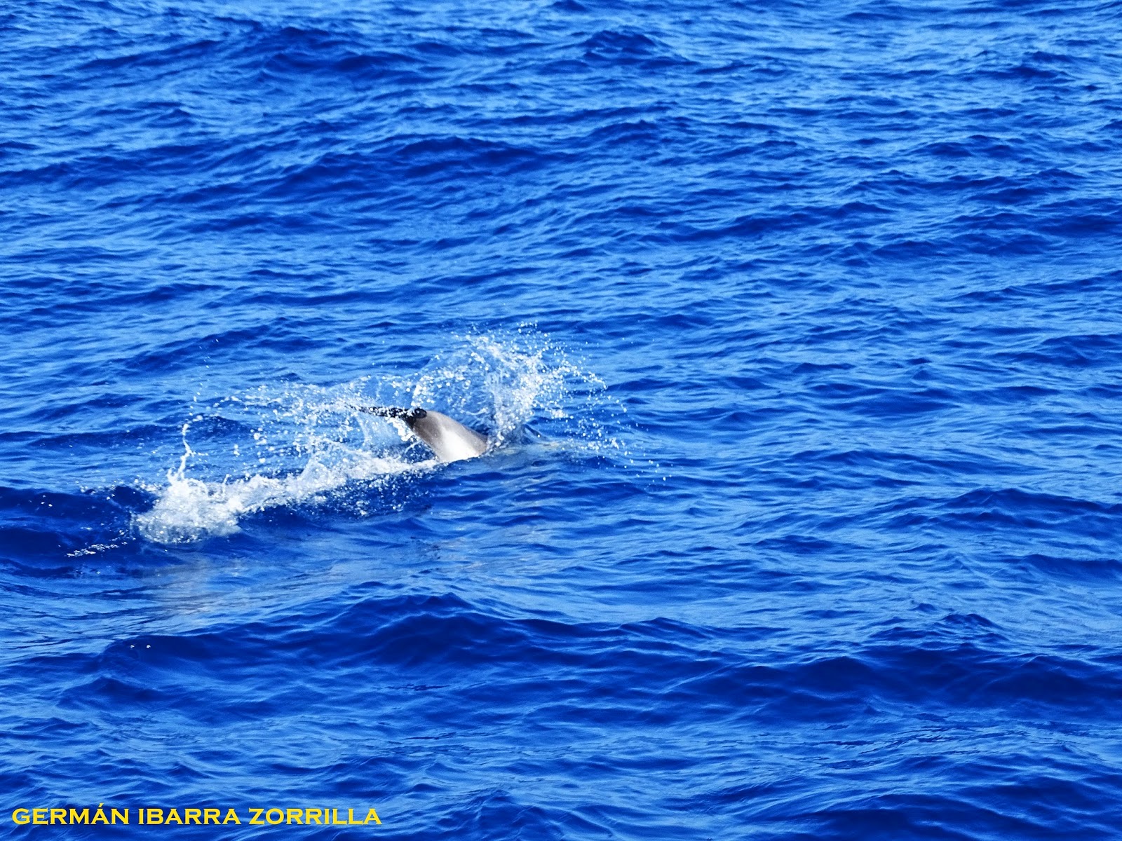 FAUNA COMPACTA el blog de Germán Ibarra Zorrilla: Delfín común ...