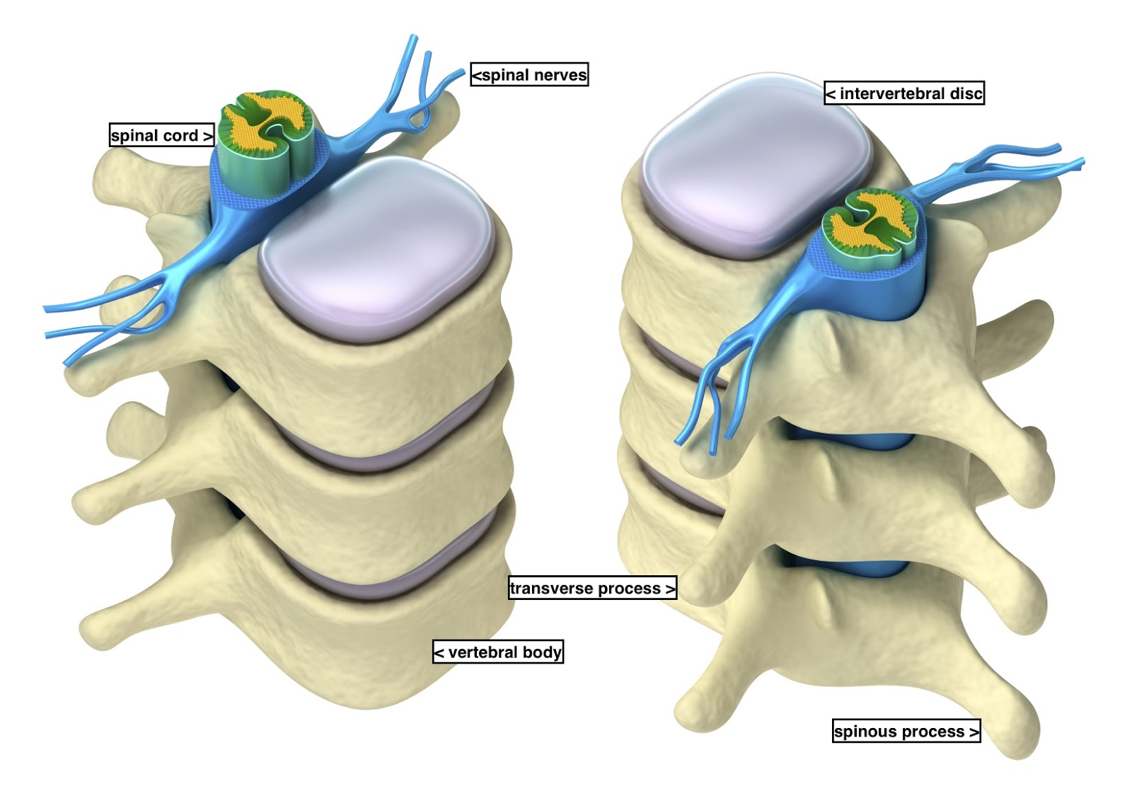 anatomy4fitness: STAY CENTERED: your guide to a healthy spine