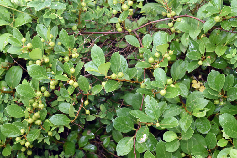 福星花園: 東南南蛇藤(光果南蛇藤)