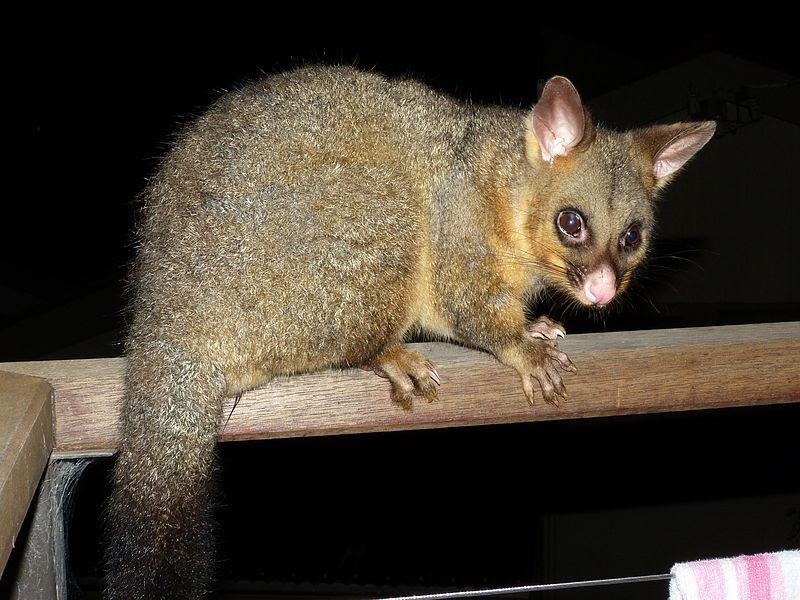 Common Brushtail Possum