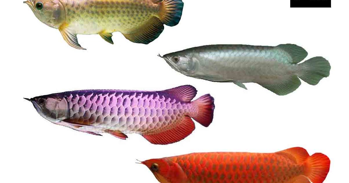 13+ Types Of Arowana, Paling Top!