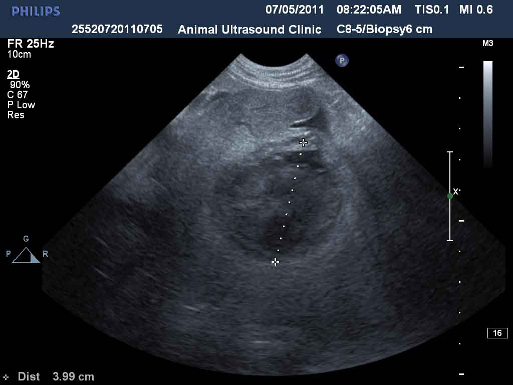 Animal Ultrasound Clinic: Spleen German Shepard Dog