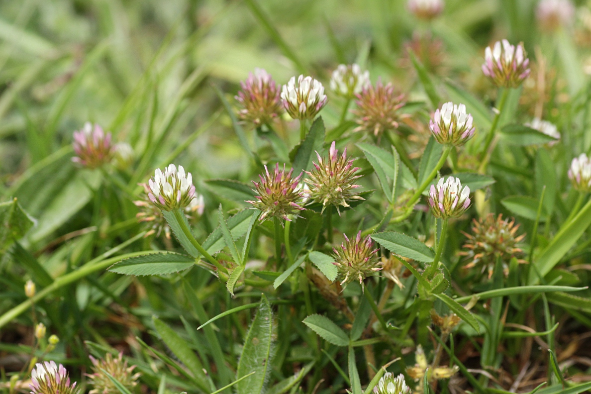 A Little Natural History: A day at The Lizard