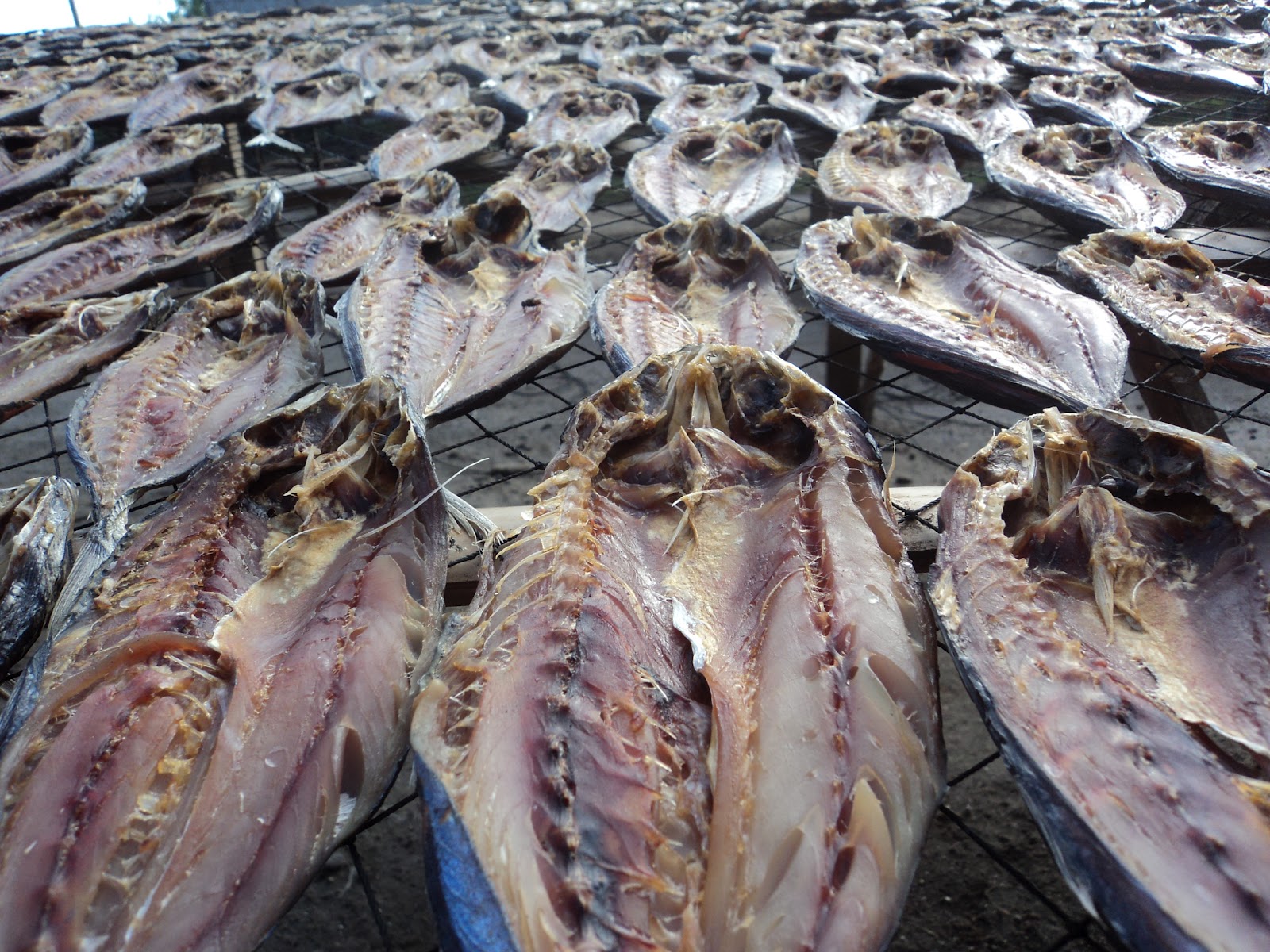 Cebu Delights Trivia: Drying Fishes