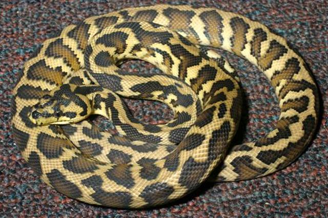 Irian Jaya Carpets Python and New Guinea Carpets Python ~ planetanimalzone