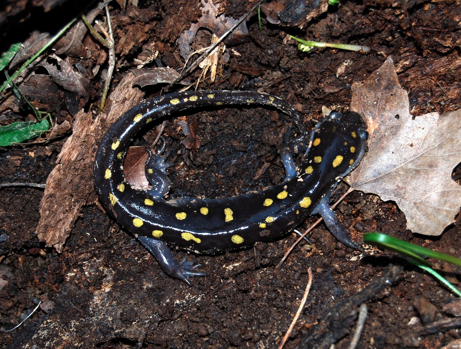 Salamanders Ga at Michael Stover blog