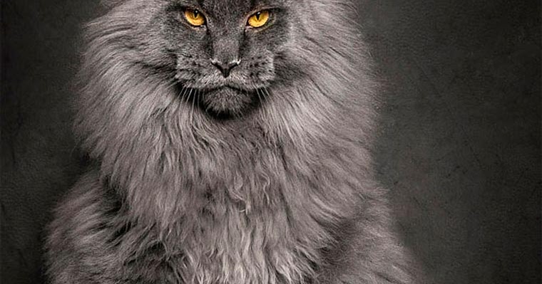 JENIS JENIS KUCING: kucing Maine Coon