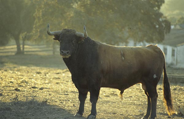 Arte de Toros: EL TORO DE LIDIA.