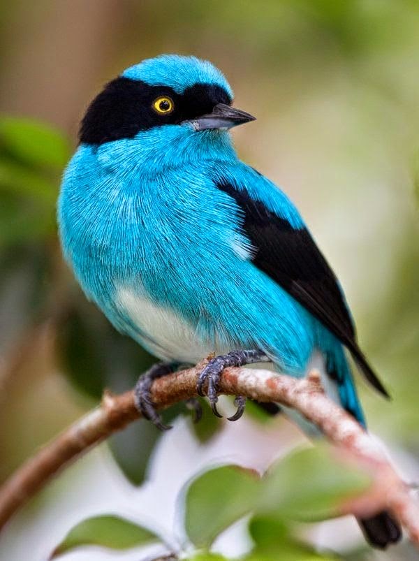 Sweet Birds ~ Stunning nature