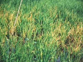 Cara Pengendalian Penyakit Tungro Pada Tanaman Padi | E-Petani Desa ...