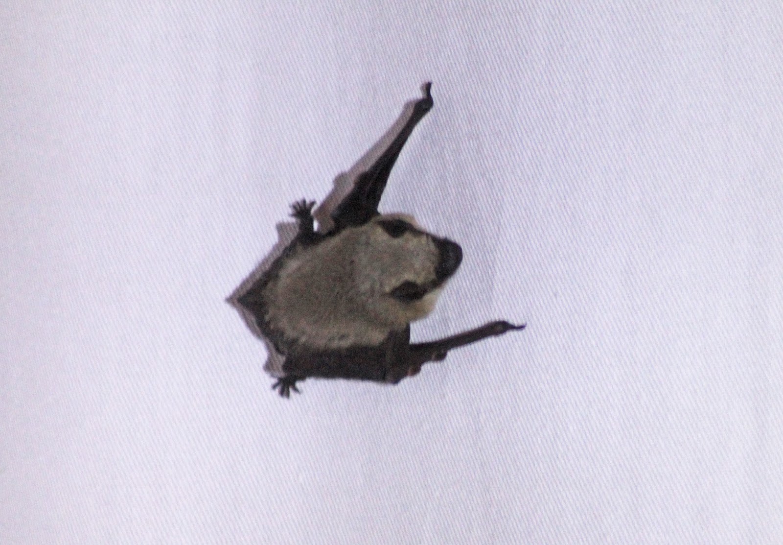Camissonia's Critter Life List: California Myotis Bat (Myotis californicus)