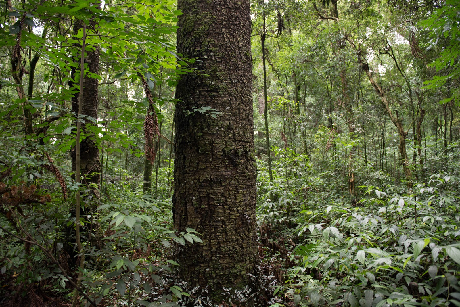 Fotos De Imbuia at Rachael Sattler blog