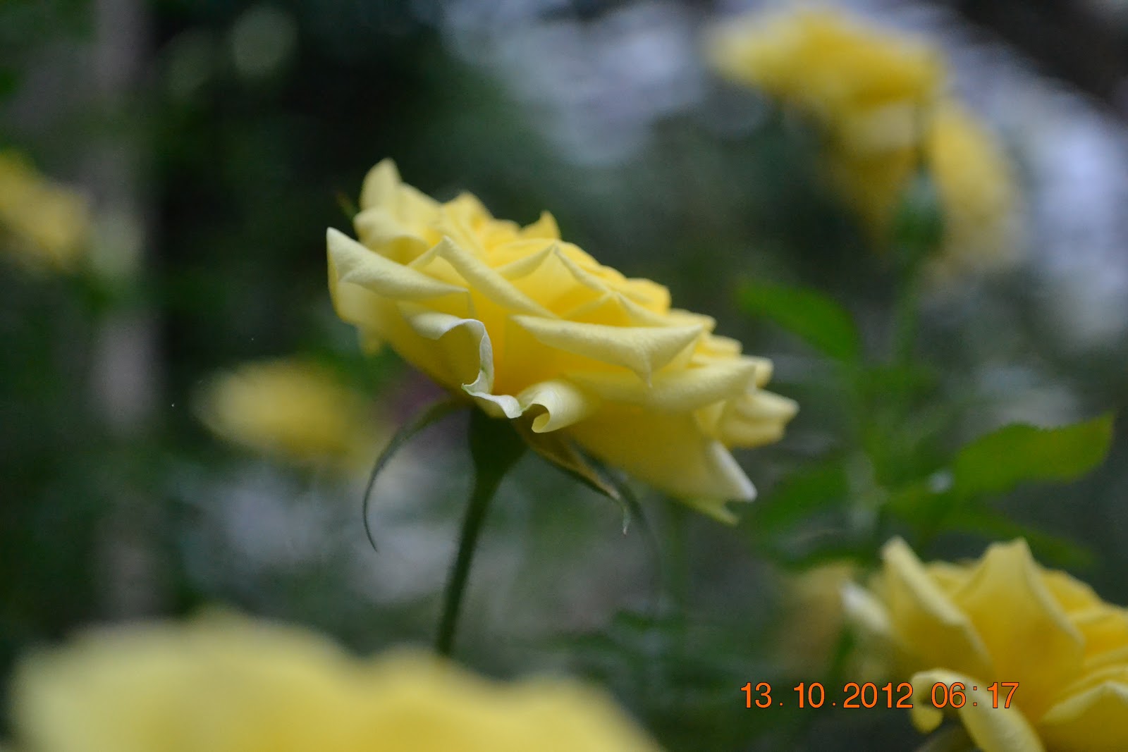 Kill The Boredom!!!: Cameron Highland - Rose Valley