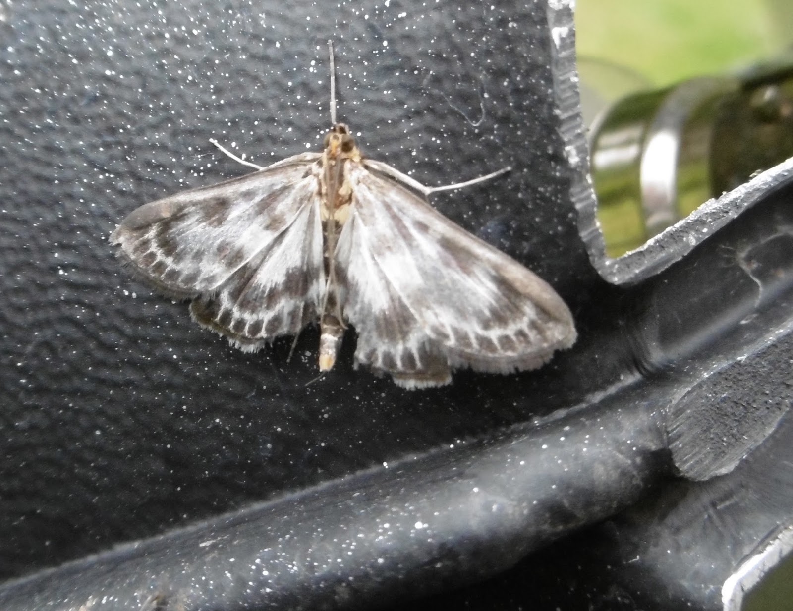 Martin's Moths: Cats online