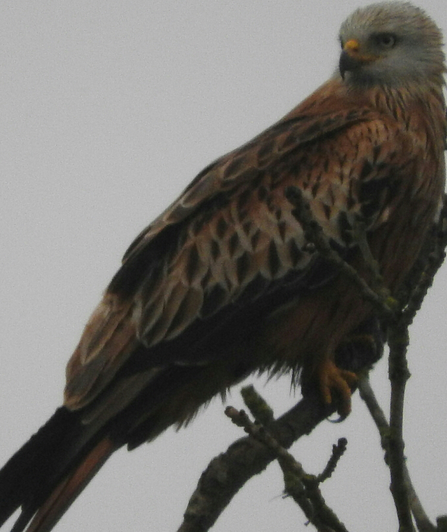 Bird watching and photography in UK and Russia