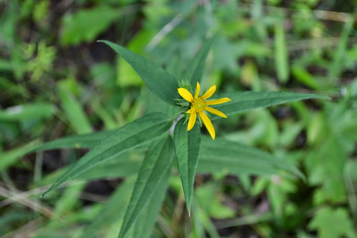 West Virginia Native Wildflowers-The Big Year, 2013: State Parks ...