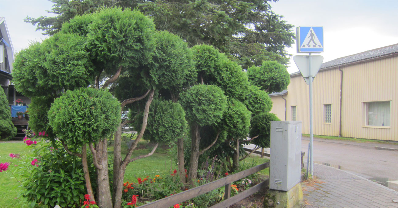 Topiary, formklippning av buskar, träd