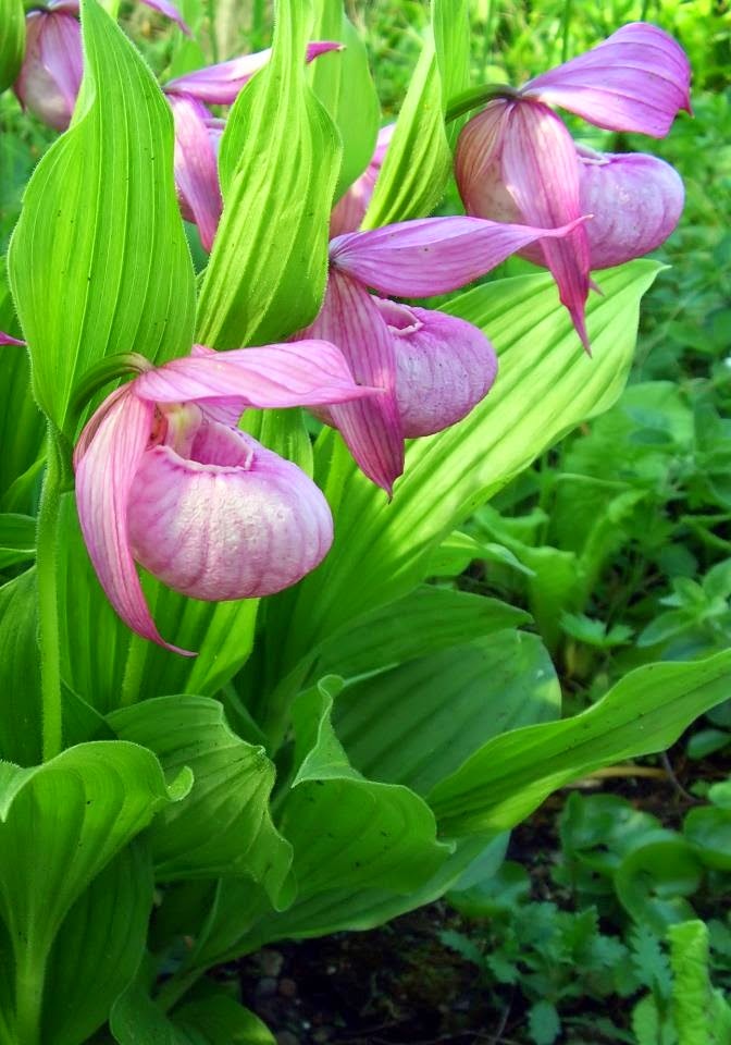 Incredibly Rare Flowers ~ Stunning nature