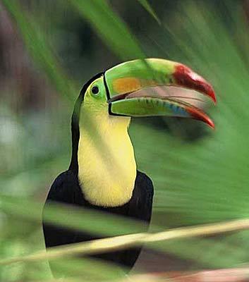 Amazing Toucan Bird - Toucans Facts, Photos, Information, Habitats ...