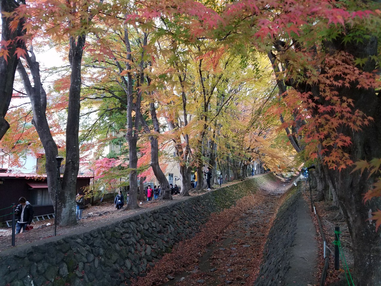 Sekai Ichi: Japan Travel Blog: Kawaguchi-ko Maple Corridor