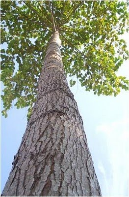 DIAMOND PIAOLIANG: JABON MERAH