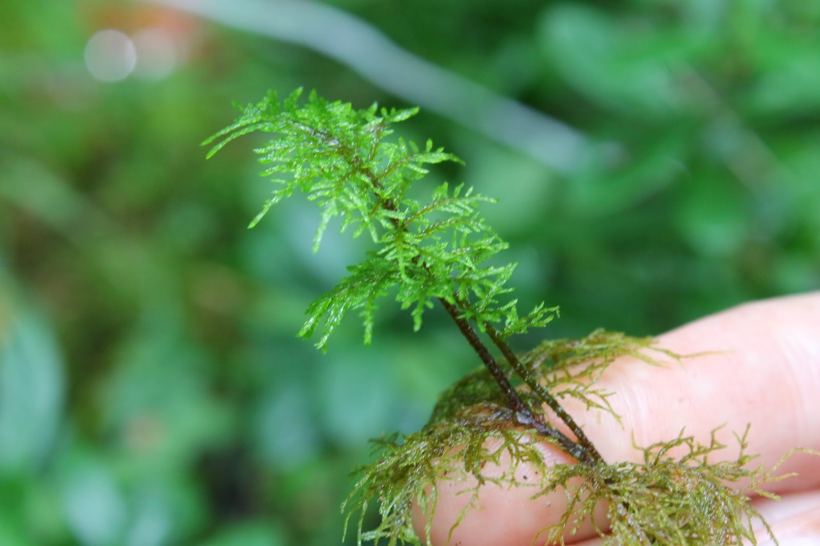 viikko33Kuhasalokasvit2013