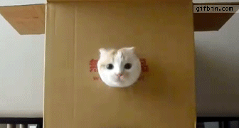 Funny cats - part 90 (40 pics + 10 gifs) | Amazing Creatures