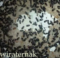 Semut Jepang: Cara Mudah Budidaya Semut Jepang | Kicau Burung Mania