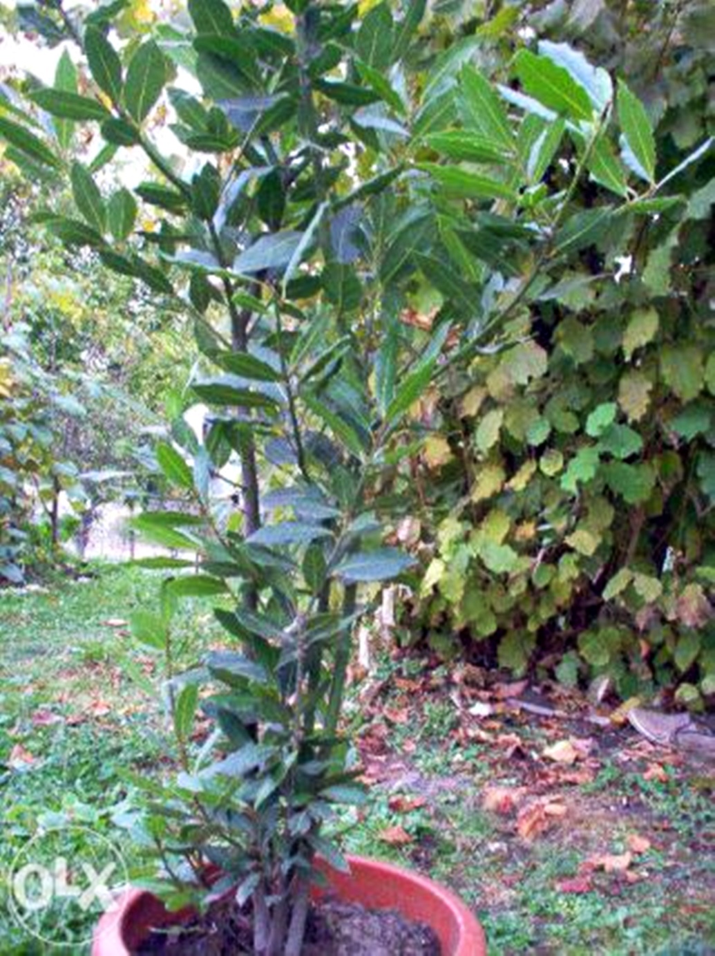 🌐 ȘTIRI-CĂLĂTOR PRIN LUMEA PLANETEI ALBASTRE: ”LAURUS NOBILIS” - DAFINUL